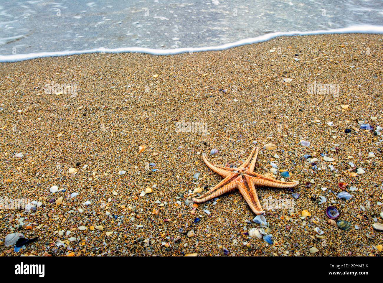 Starfish on Coromandel Beach, North Island, New Zealand Stock Photo - Alamy