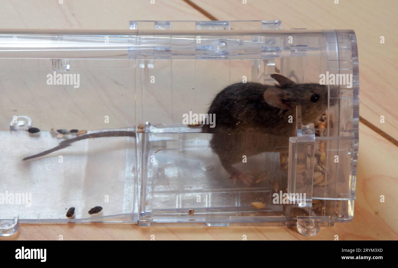 Mouse in a live trap Stock Photo - Alamy