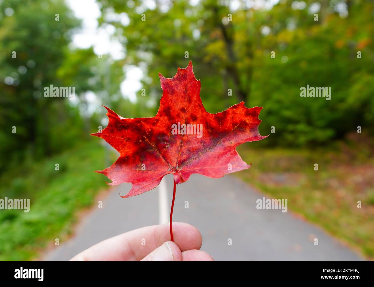 Hand holding maple leaf hi-res stock photography and images - Alamy