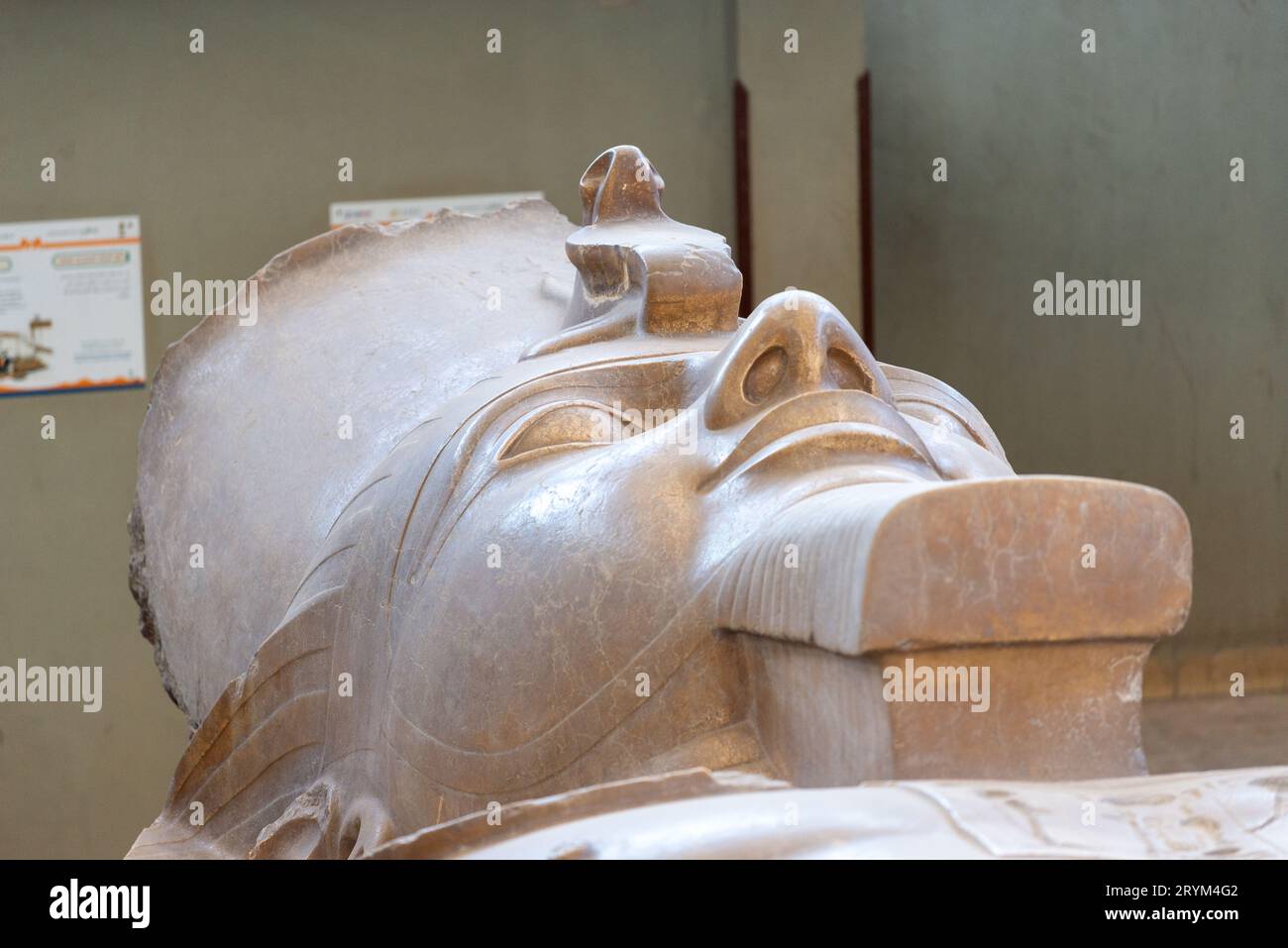 Head of colossal statue of Pharaoh Ramesses II at Memphis Museum, near ...