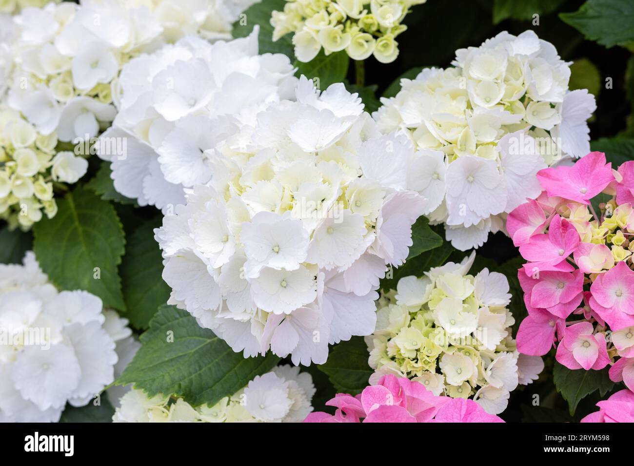 White hydrangea flower background texture. Full frame Stock Photo - Alamy