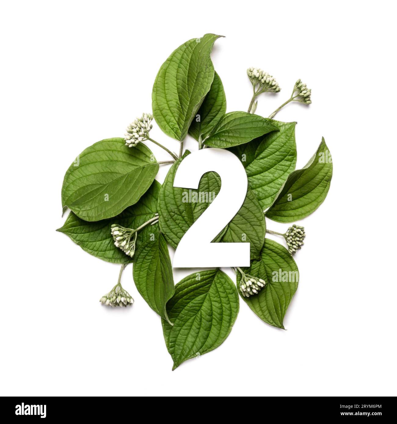 Paper number two on background of green leaves. Minimal creative Layout ...