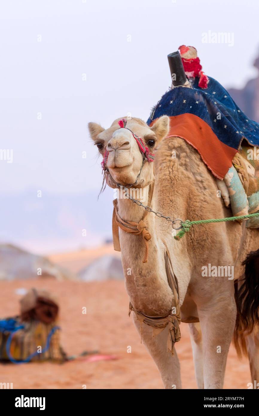 Camel with saddle in Jordan desert Stock Photo - Alamy