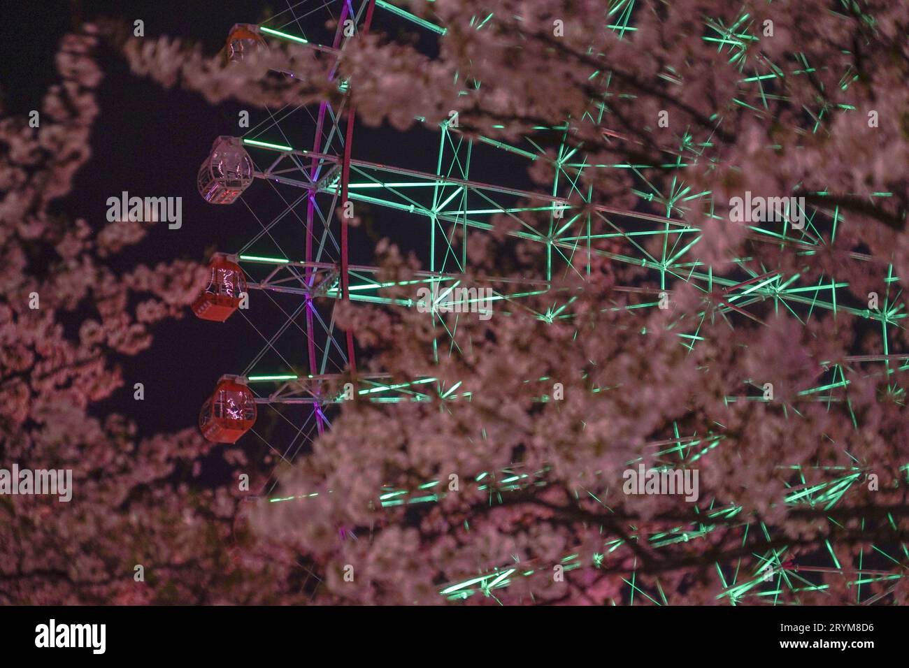 Cherry blossoms and Cosmo clock Stock Photo - Alamy