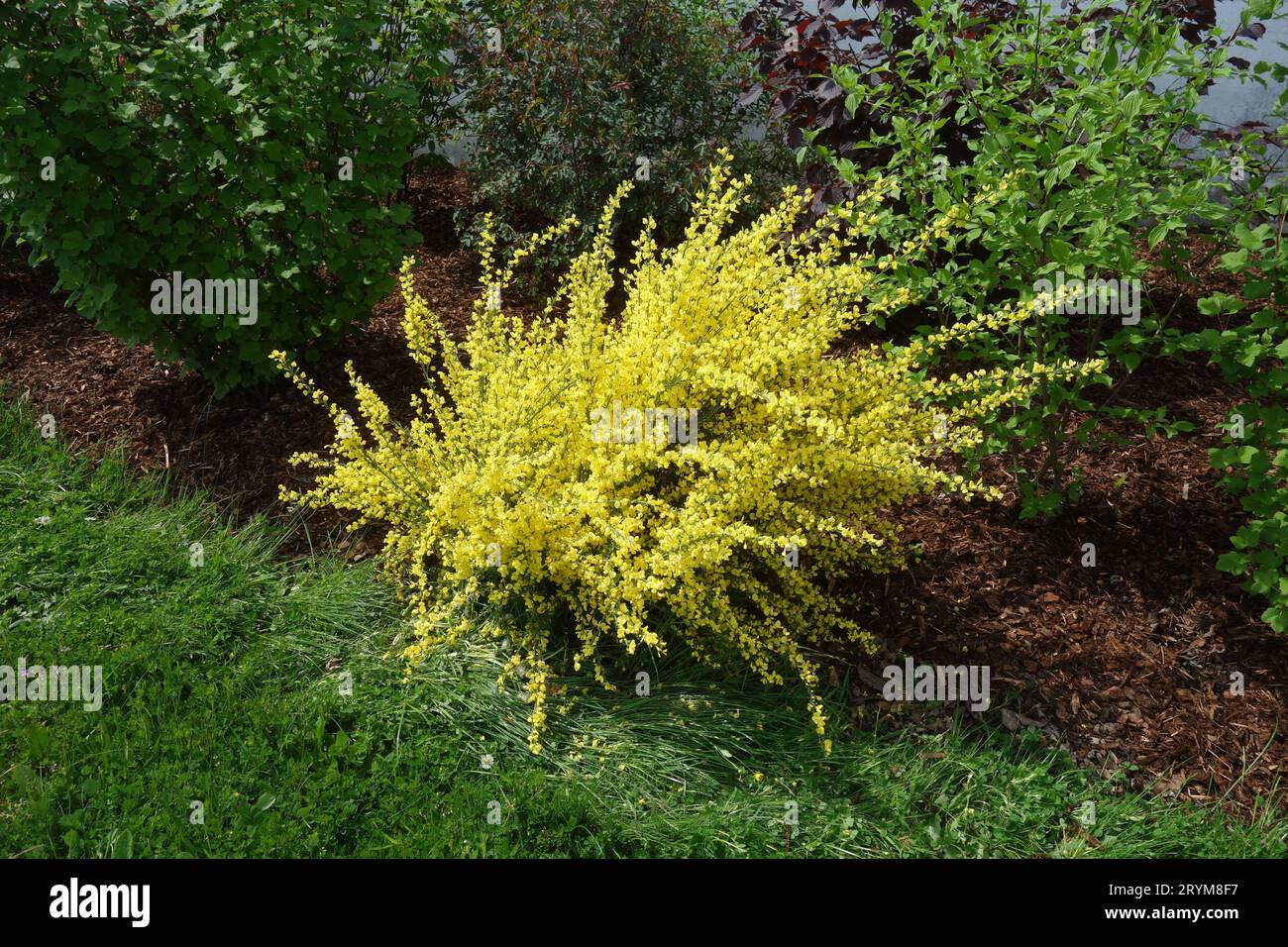 Cytisus x praecox, common broom Stock Photo - Alamy
