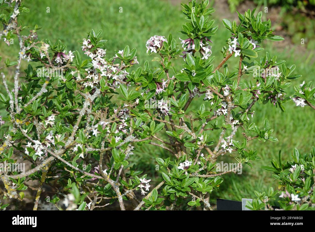 Daphne retusa hi-res stock photography and images - Alamy