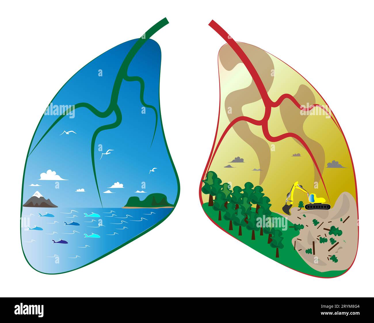 The forest is the lungs of the planet Cut Out Stock Images & Pictures ...