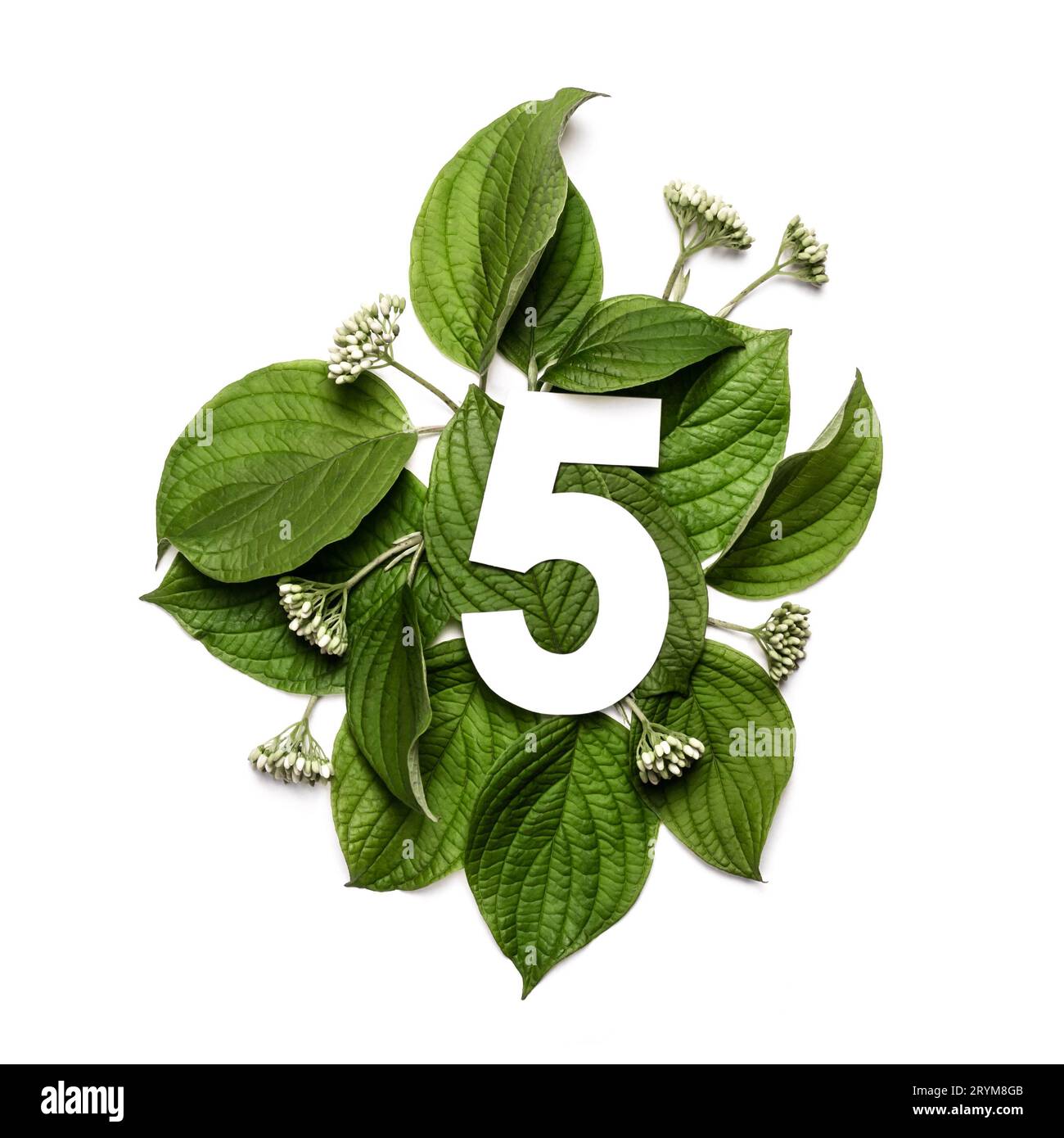 Paper number five on background of green leaves. Minimal creative ...