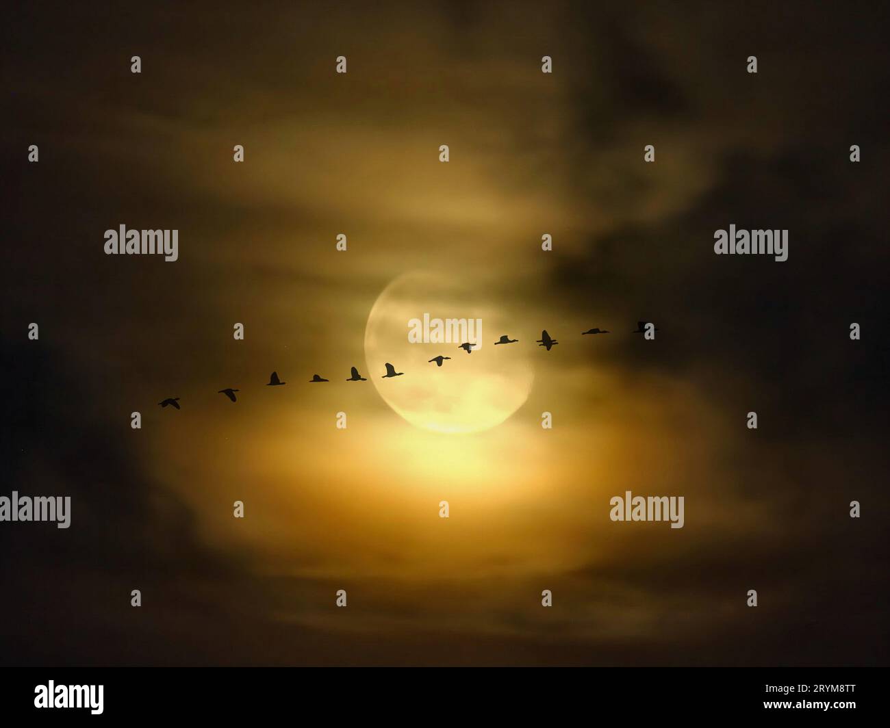 Full Moon on a Cloudy Night with Flock of Geese Silhouette Stock Photo ...