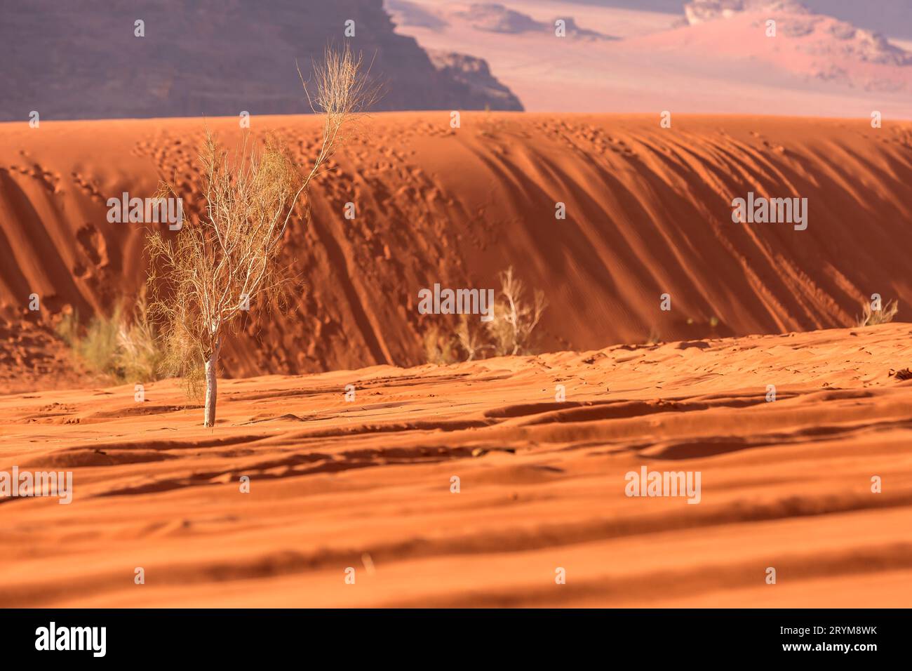Golden desert dune sand and tree background Stock Photo - Alamy