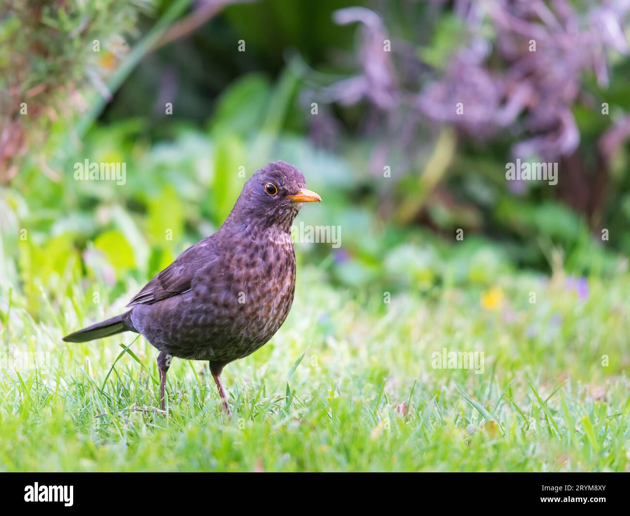 Female blackbird on a meadow with different insects in its beak Stock ...