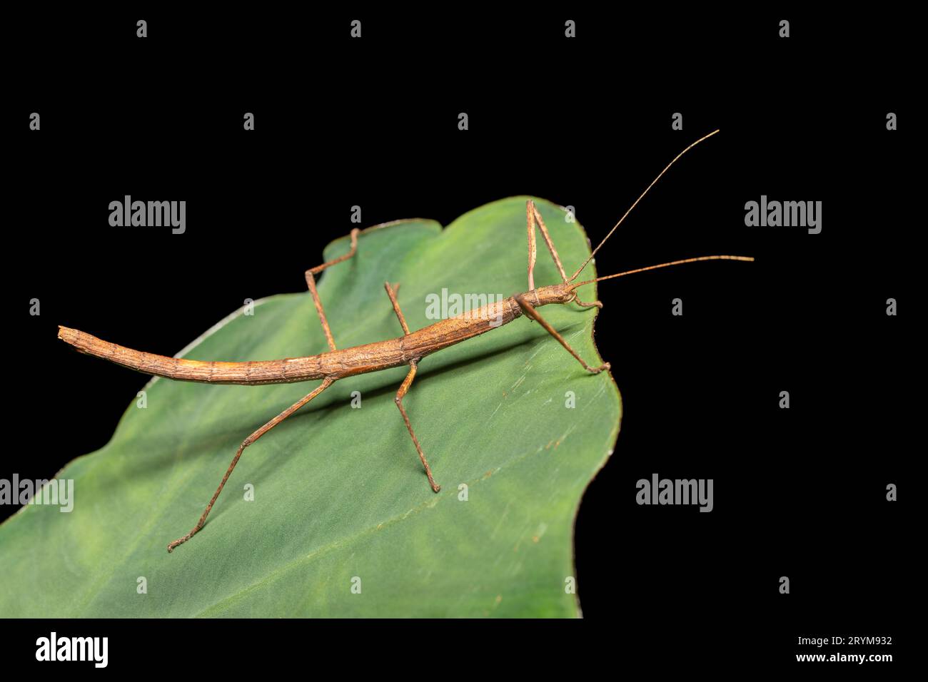 Pink winged stick insect or Madagascan stick insect, Sipyloidea sipylus ...