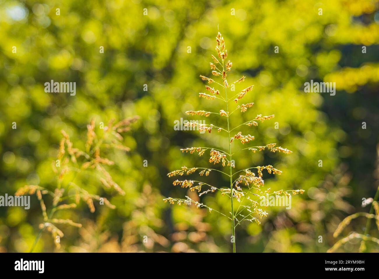 Johnson grass hi-res stock photography and images - Alamy
