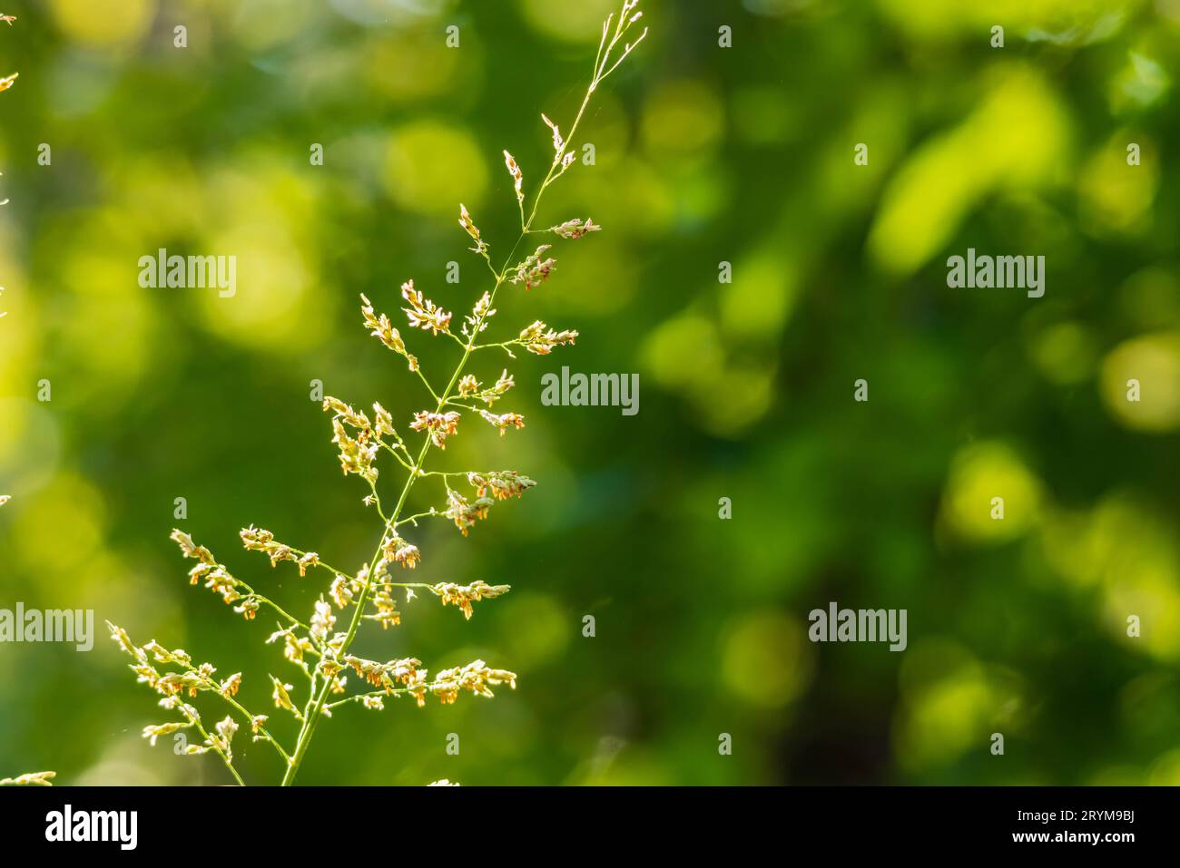 Johnson grass hi-res stock photography and images - Alamy