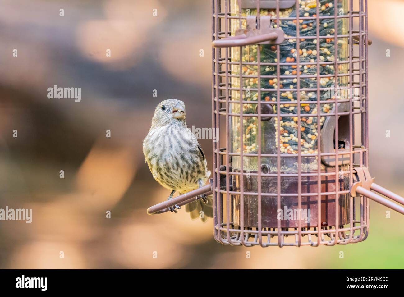White rumped seedeater hi-res stock photography and images - Alamy