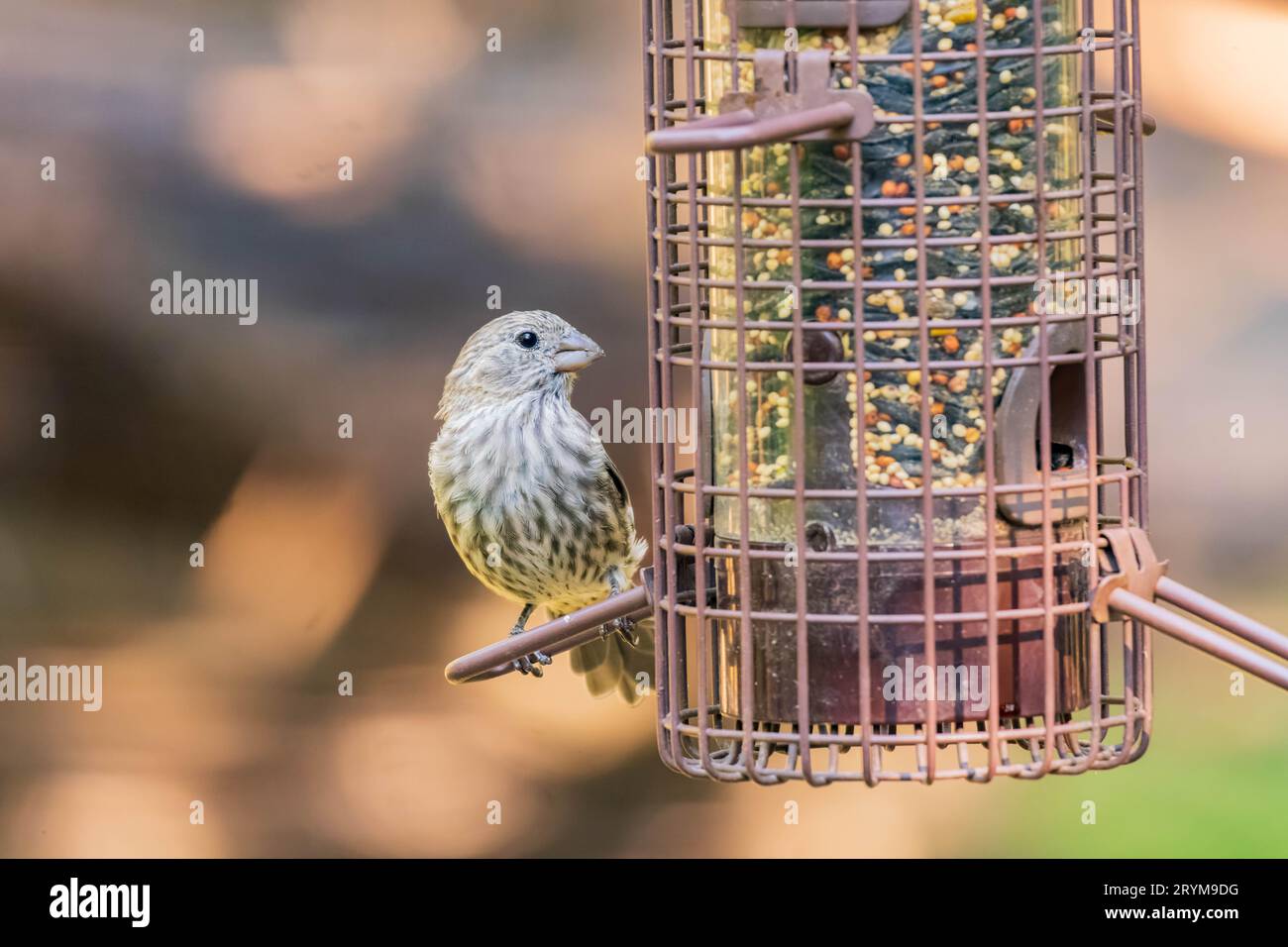 Crithagra leucopygia hi-res stock photography and images - Alamy