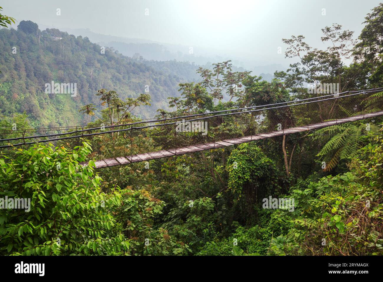 Bridge in jungle Stock Photo - Alamy