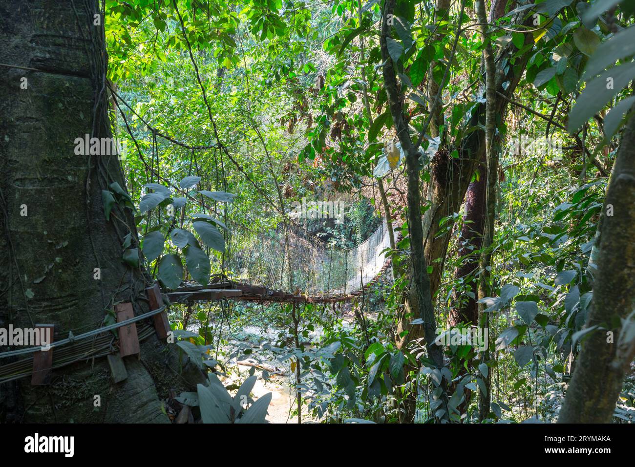 Bridge in jungle Stock Photo - Alamy