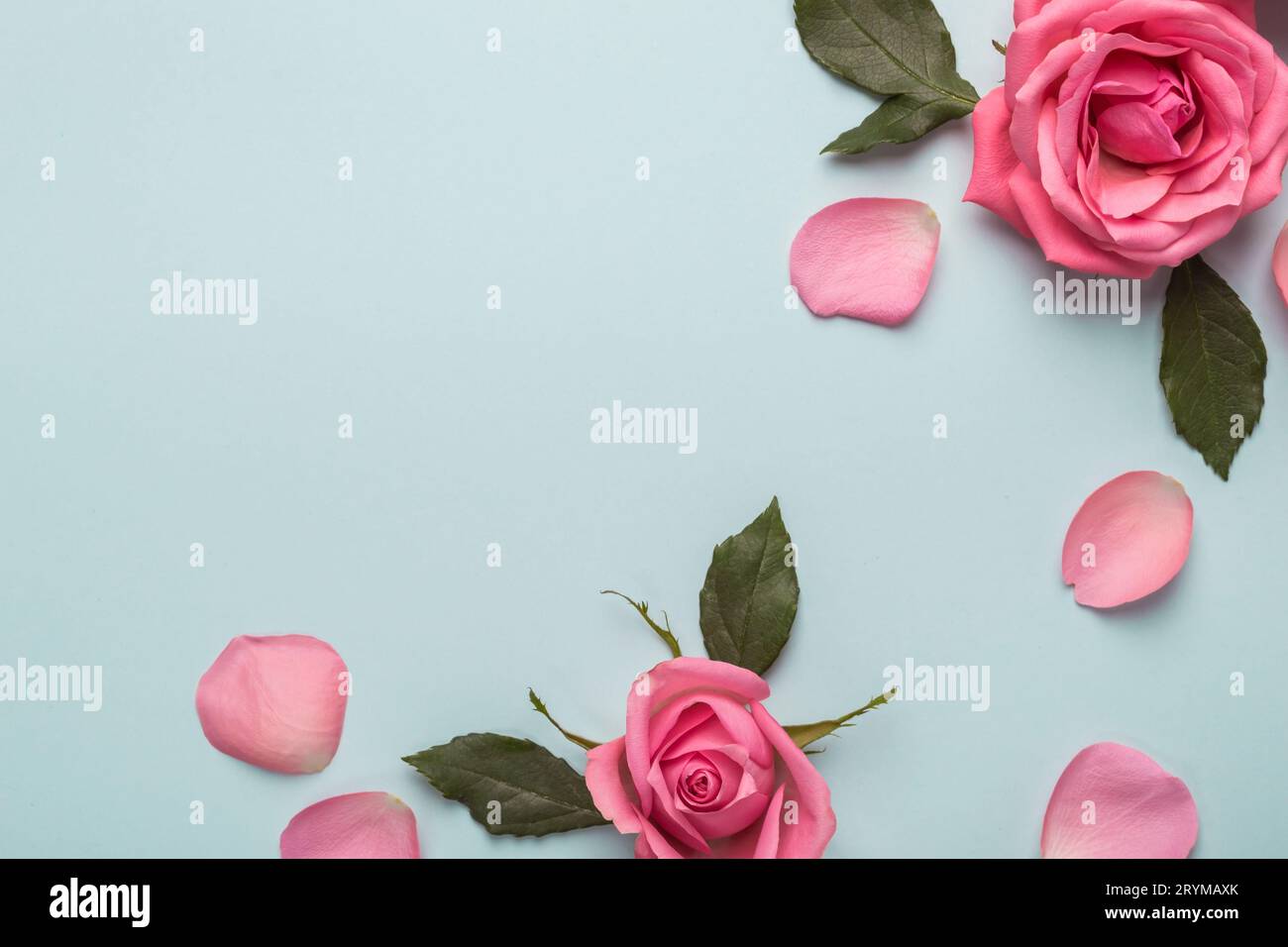 Pink roses on blue background. Beautiful flower arrangement for your ...