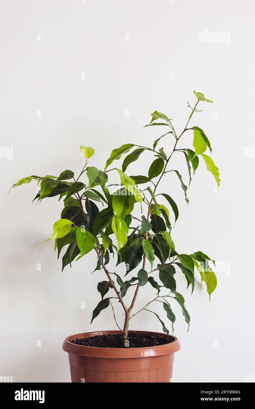 Potted ficus plant against hi-res stock photography and images - Alamy