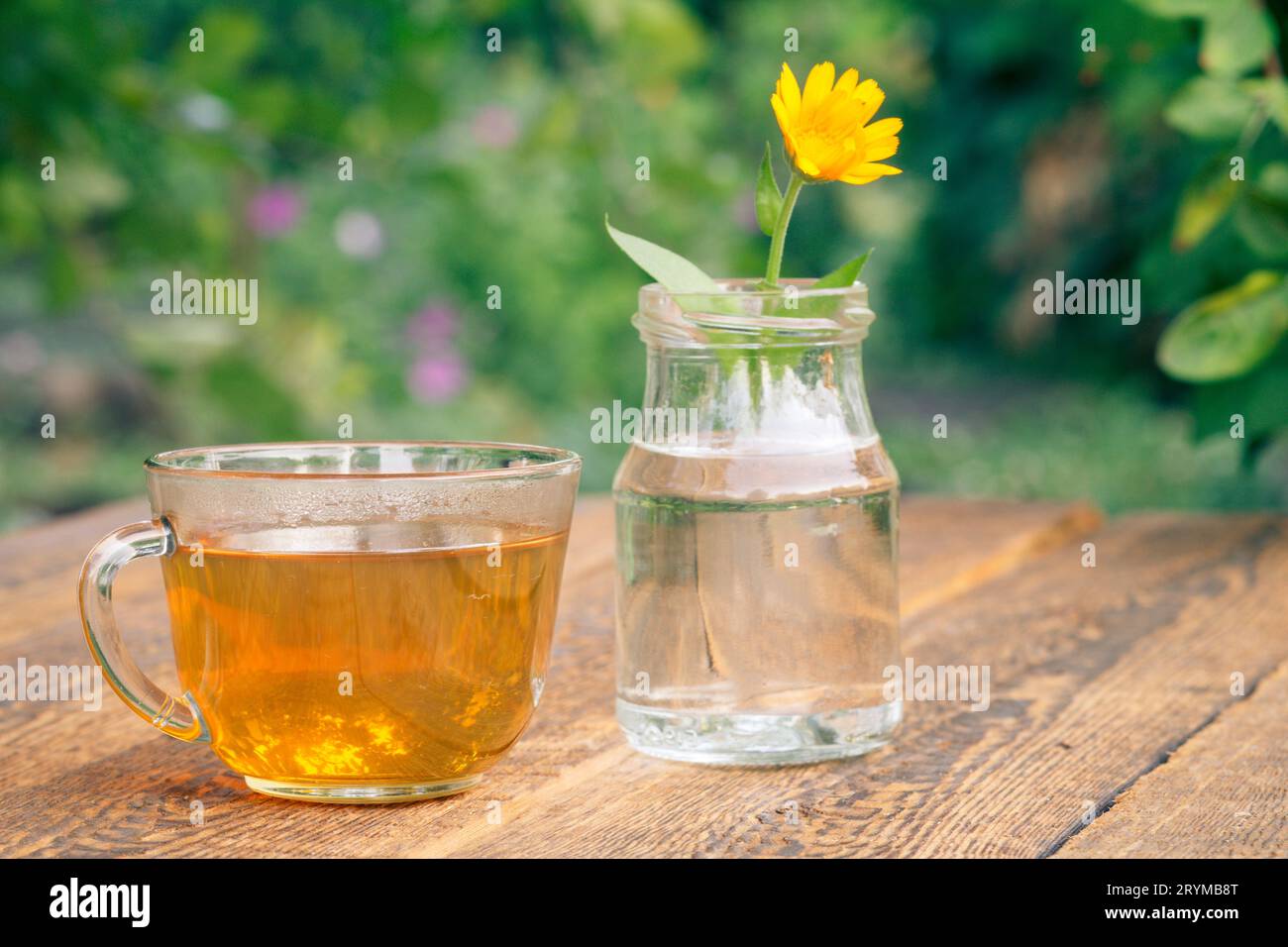 Calendula flower with a stem in the glass jar and a cup of green tea ...