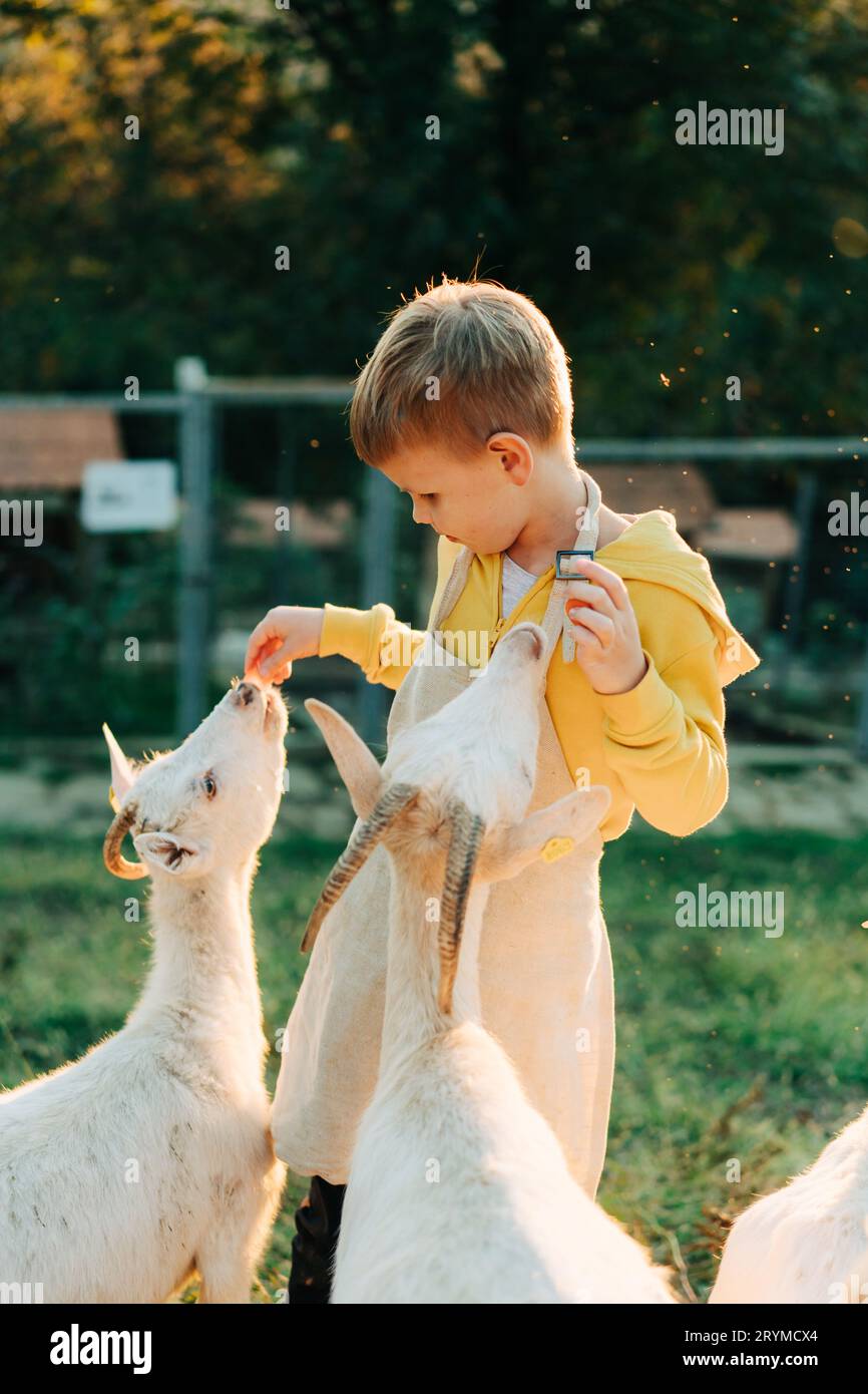 Little boy feeds white goats with carrots on a farm. Life on the farm ...
