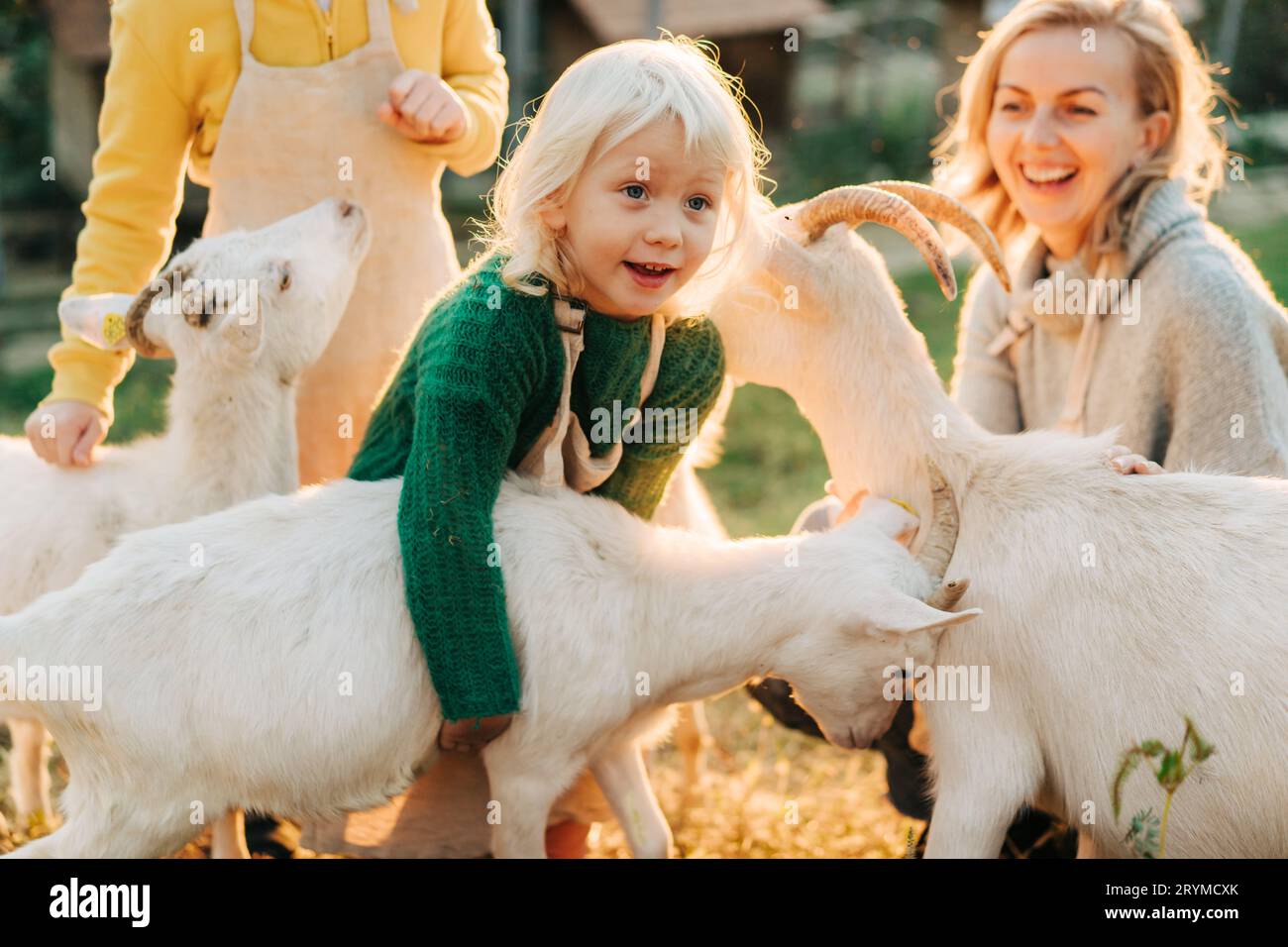 Little adorable empathic blonde girl hugs a white goat on the farm ...