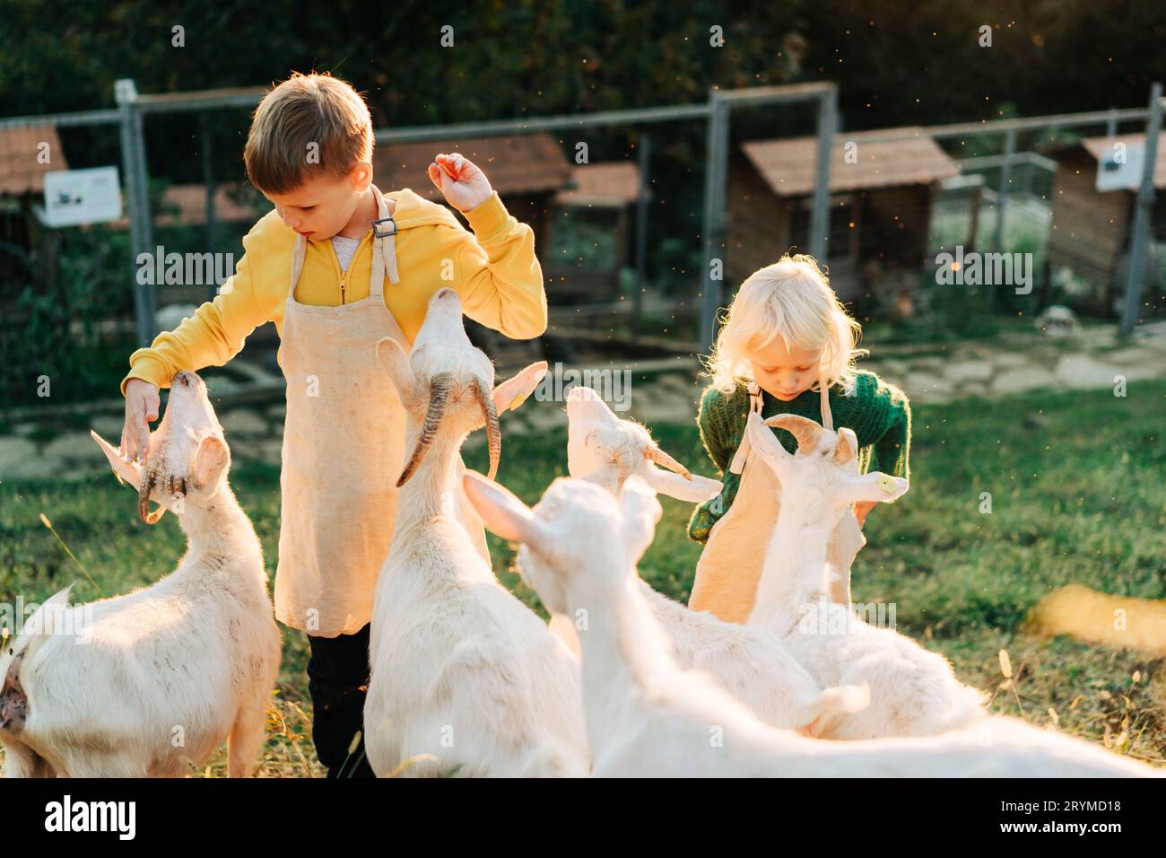 Little children feeding goats on the farm. Agritourism Stock Photo - Alamy