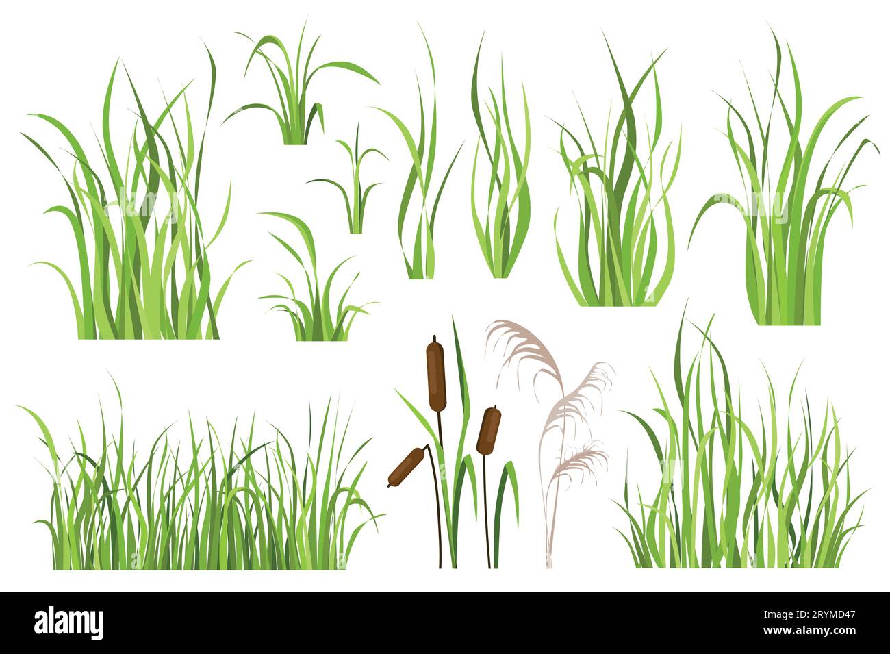 Wetland garden Stock Vector Images - Alamy