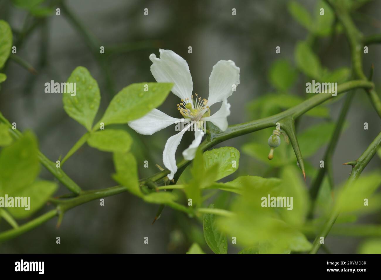 Poncitrus trifoliata, hardy orange Stock Photo - Alamy
