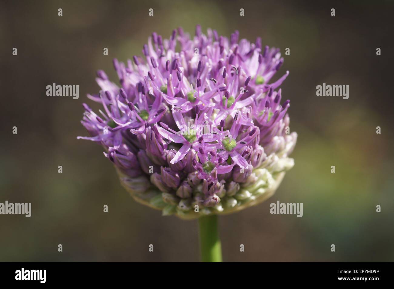 Allium giganteum, giant leek Stock Photo - Alamy