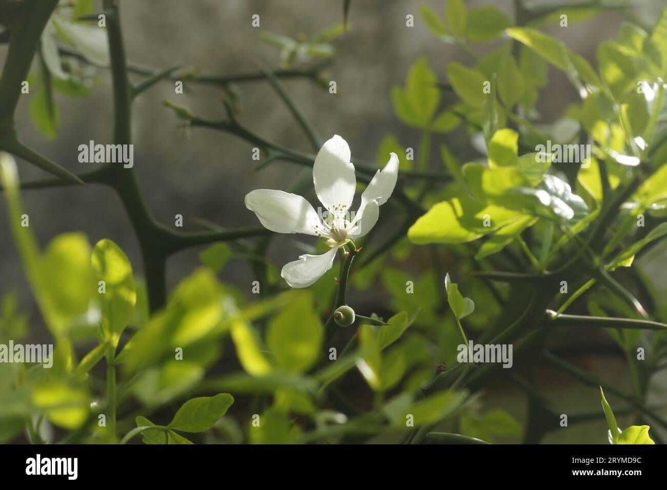 Hardy orange tree hi-res stock photography and images - Alamy