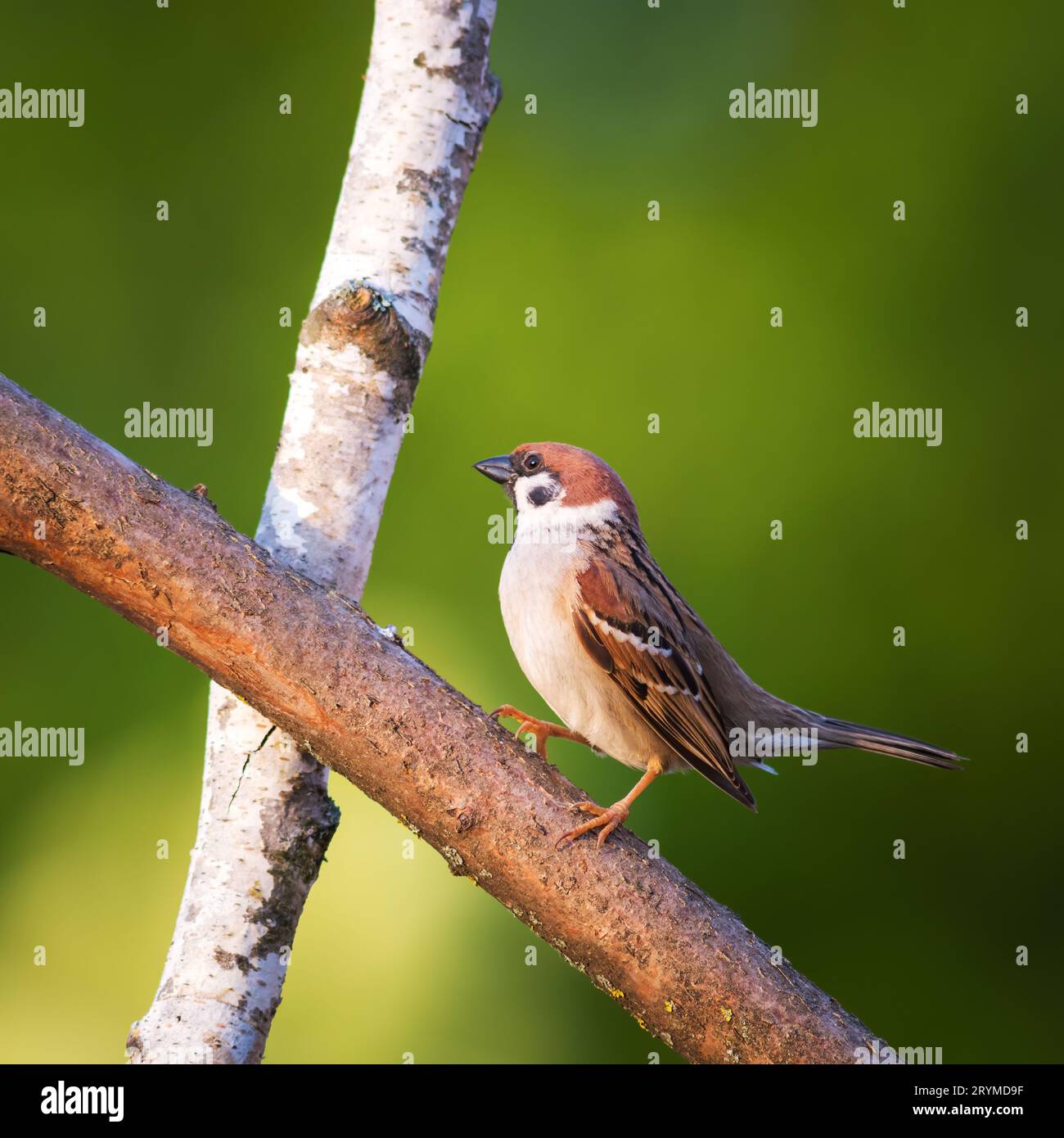 Sparrow sitting on branch spring hi-res stock photography and images ...