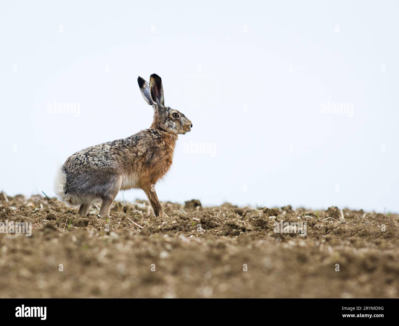 The European hare (Lepus europaeus), also known as the brown hare ...