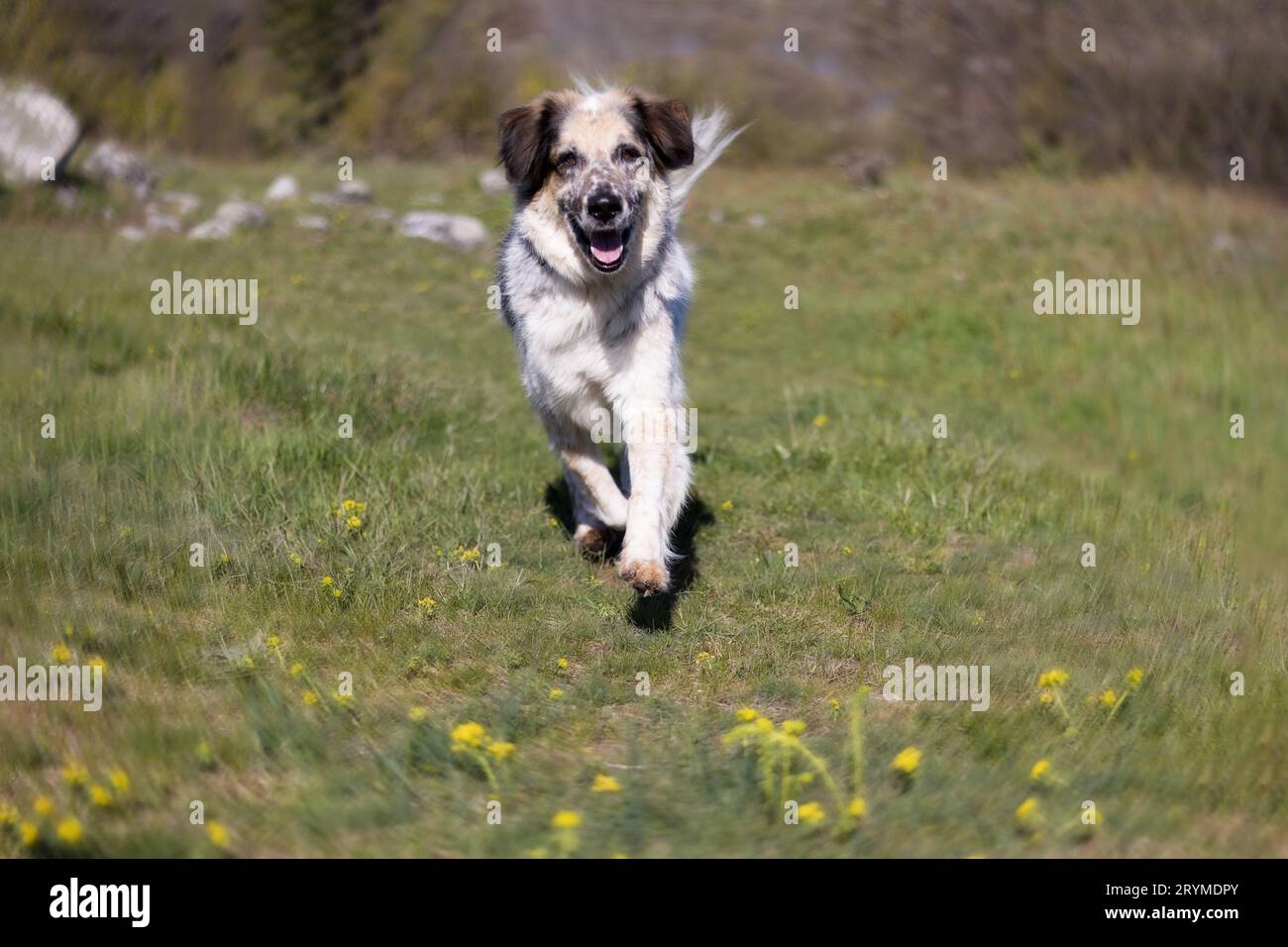 Happy big dog running in the park, springtime Stock Photo - Alamy