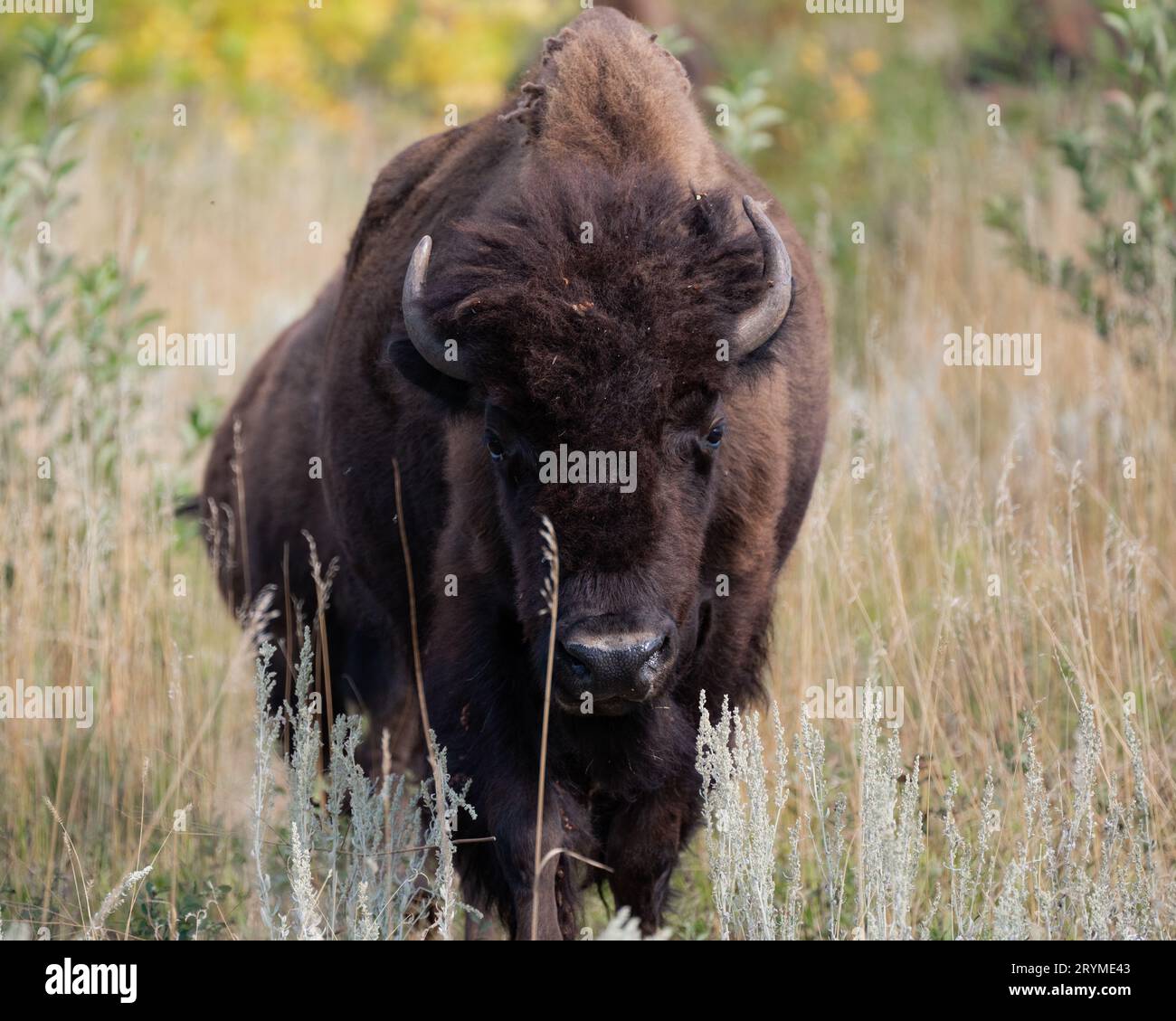 Walking dakota hi-res stock photography and images - Alamy