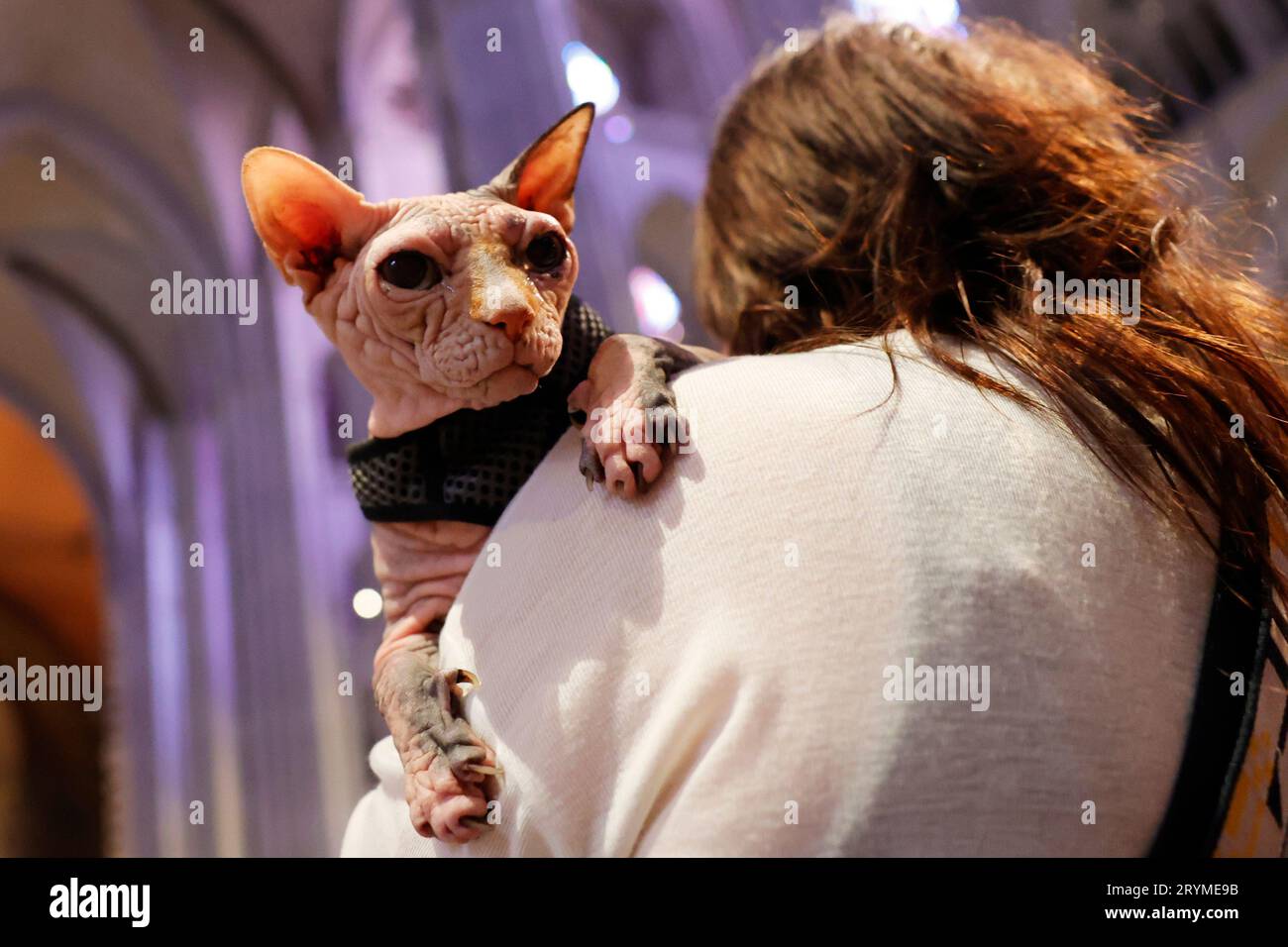 New York City, United States. 01st Oct, 2023. A hairless Sphynx Cat is ...