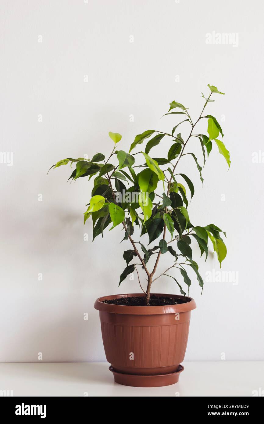 Potted ficus benjamin houseplant on white table. Plant Scandinavian ...