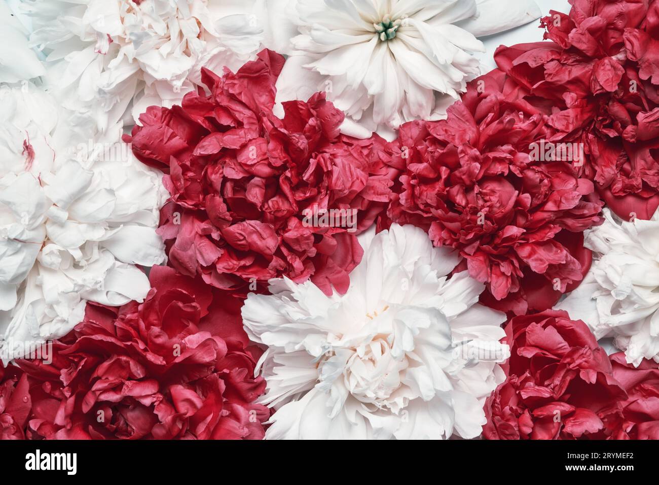 Garden red peonies hi-res stock photography and images - Alamy