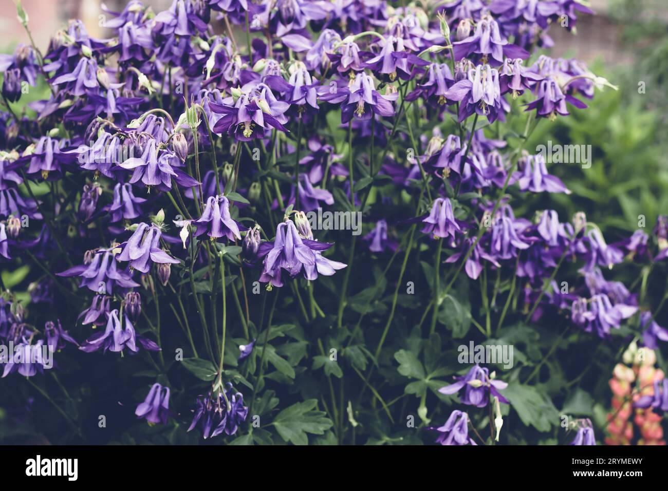 Summer background with blooming purple aquilegia flowers. Moody bold ...