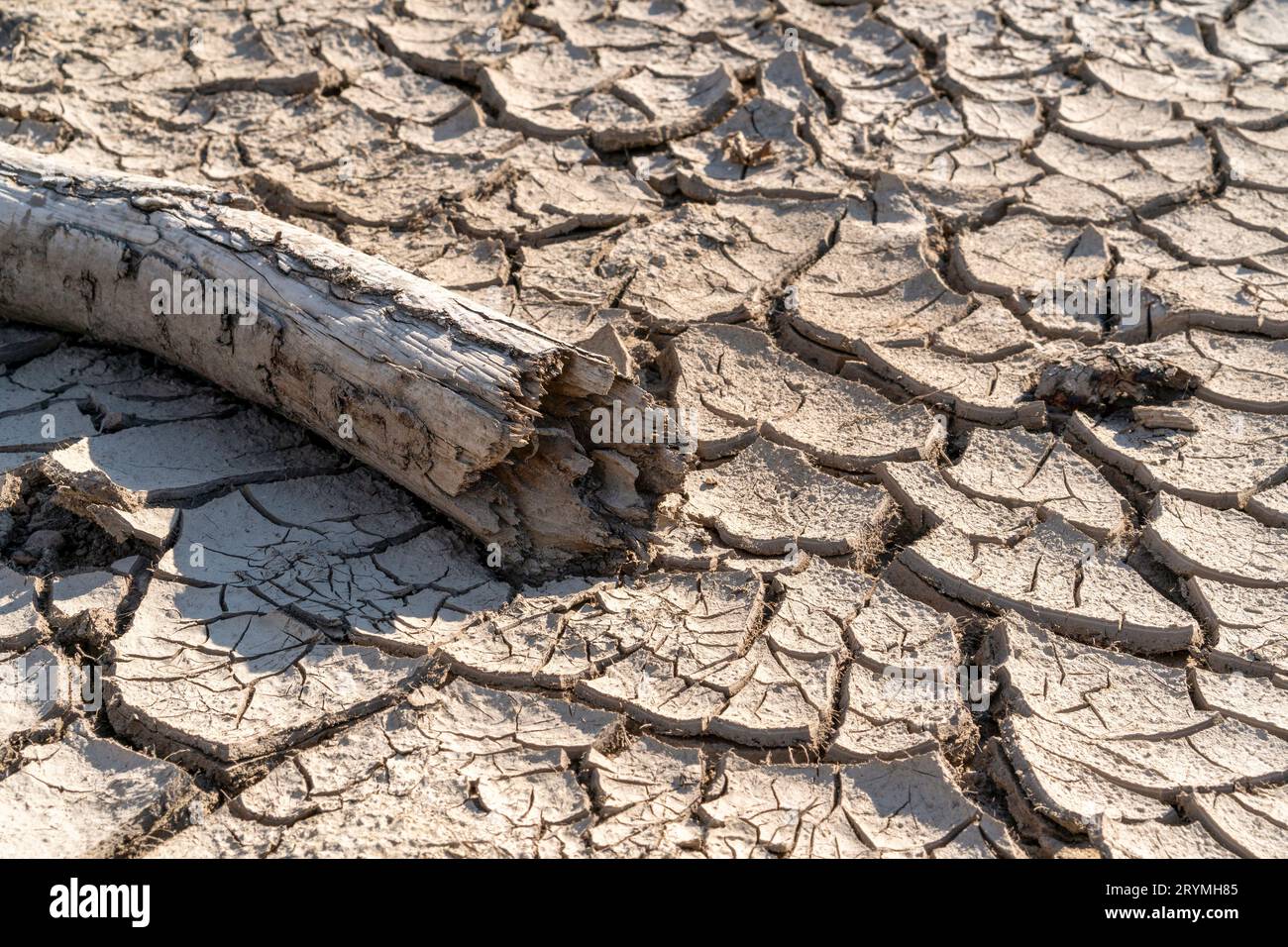 Log lying on ground hi-res stock photography and images - Alamy