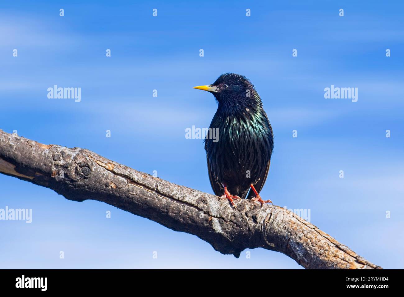 European starling wing feathers hi-res stock photography and images - Alamy