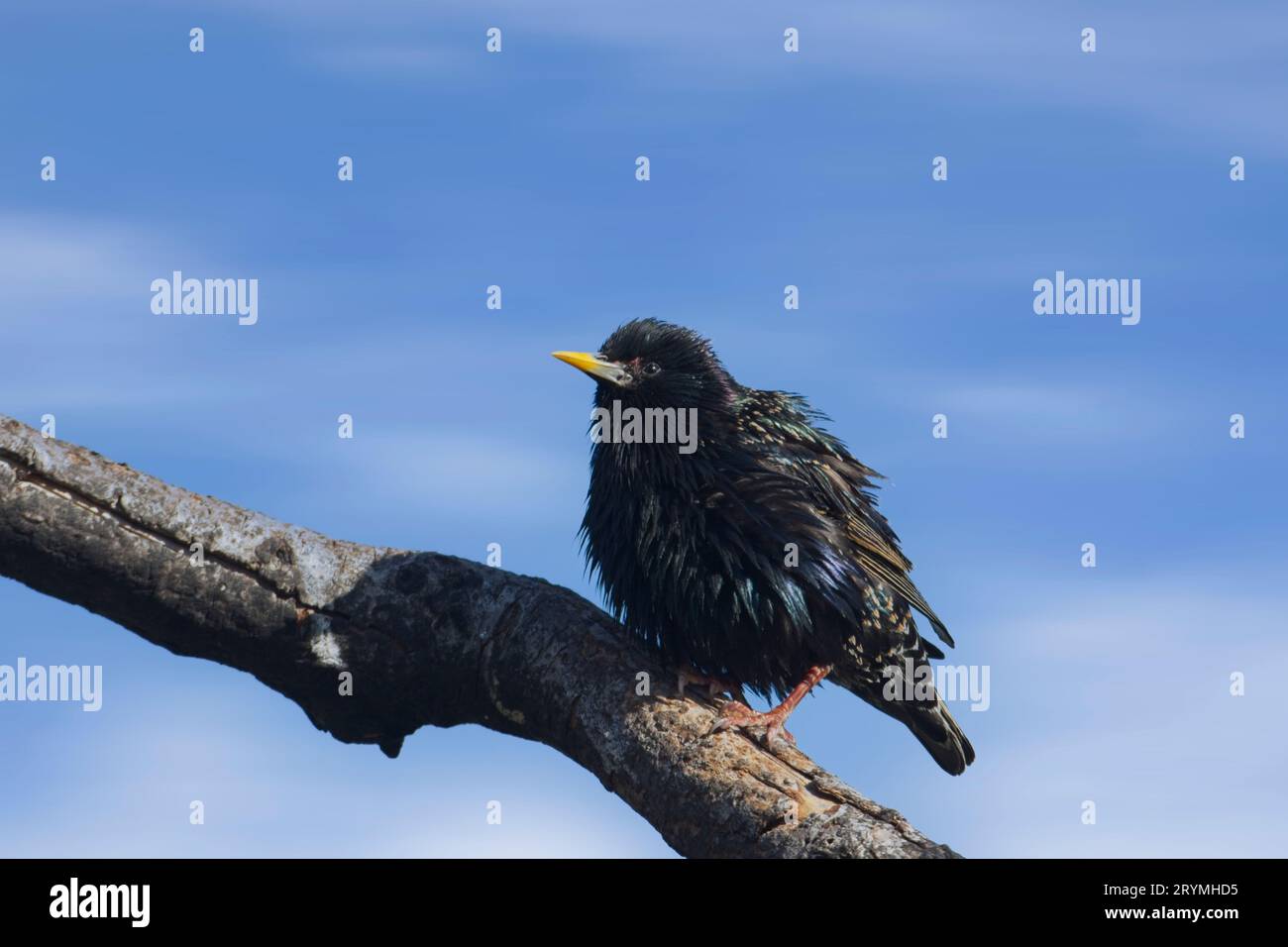 Passerine wing feathers hi-res stock photography and images - Alamy