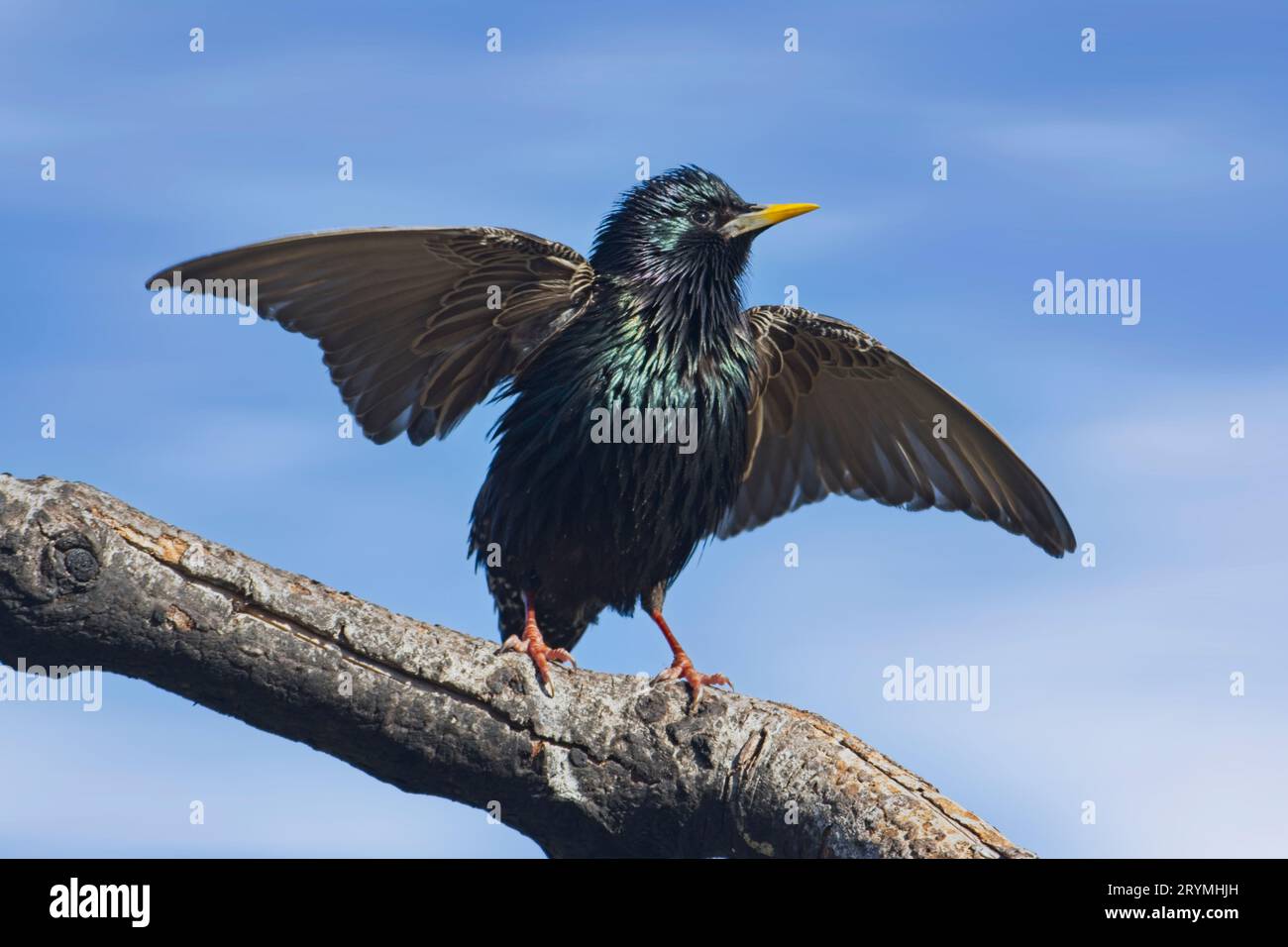 Starling bird singing on tree hi-res stock photography and images - Alamy