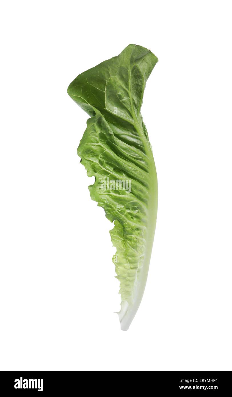Fresh leaf of green romaine lettuce isolated on white Stock Photo - Alamy