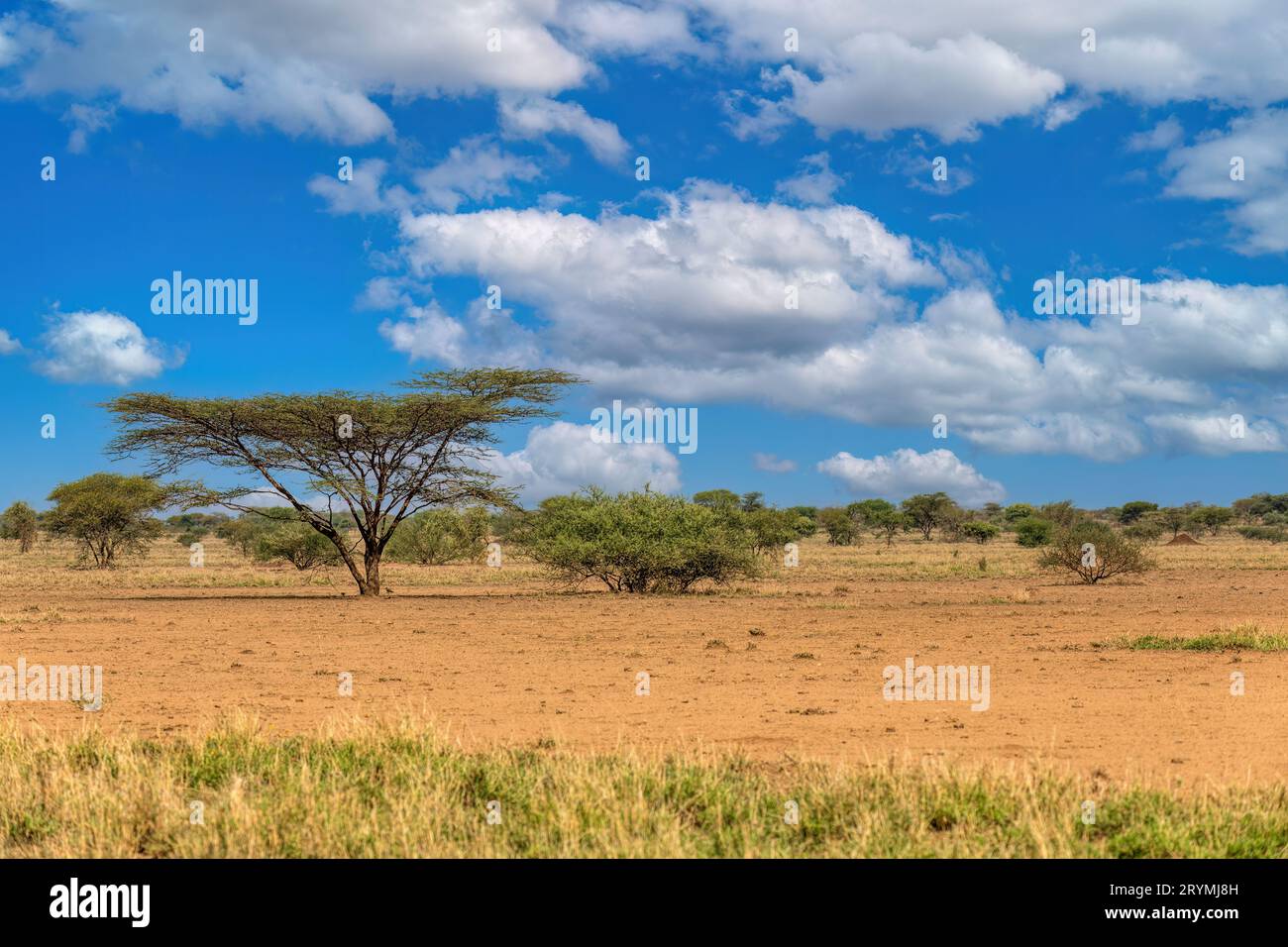 Savanna in the Awash National Park, Ethiopia Stock Photo - Alamy