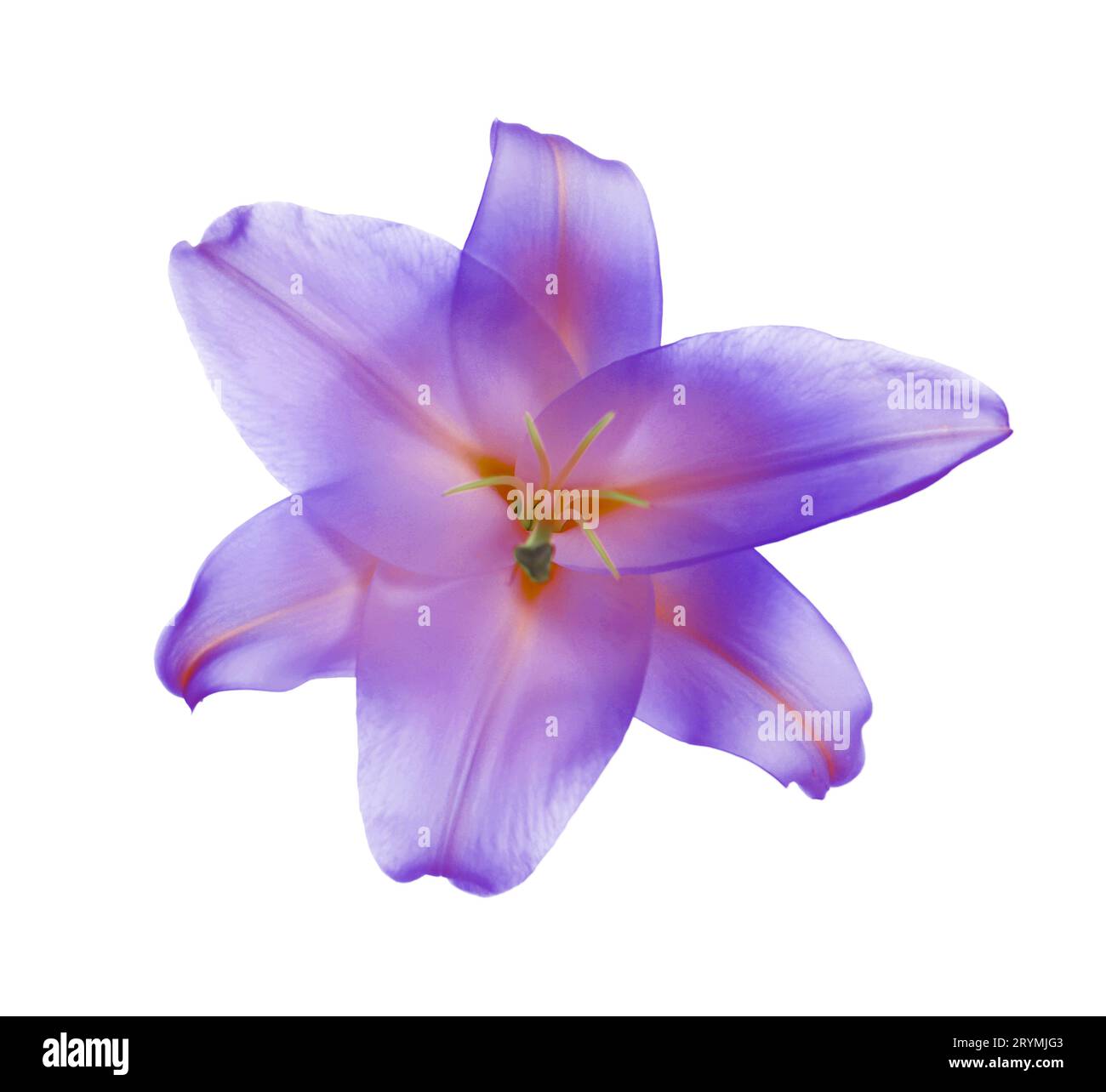 Amazing violet lily flower isolated on white Stock Photo - Alamy