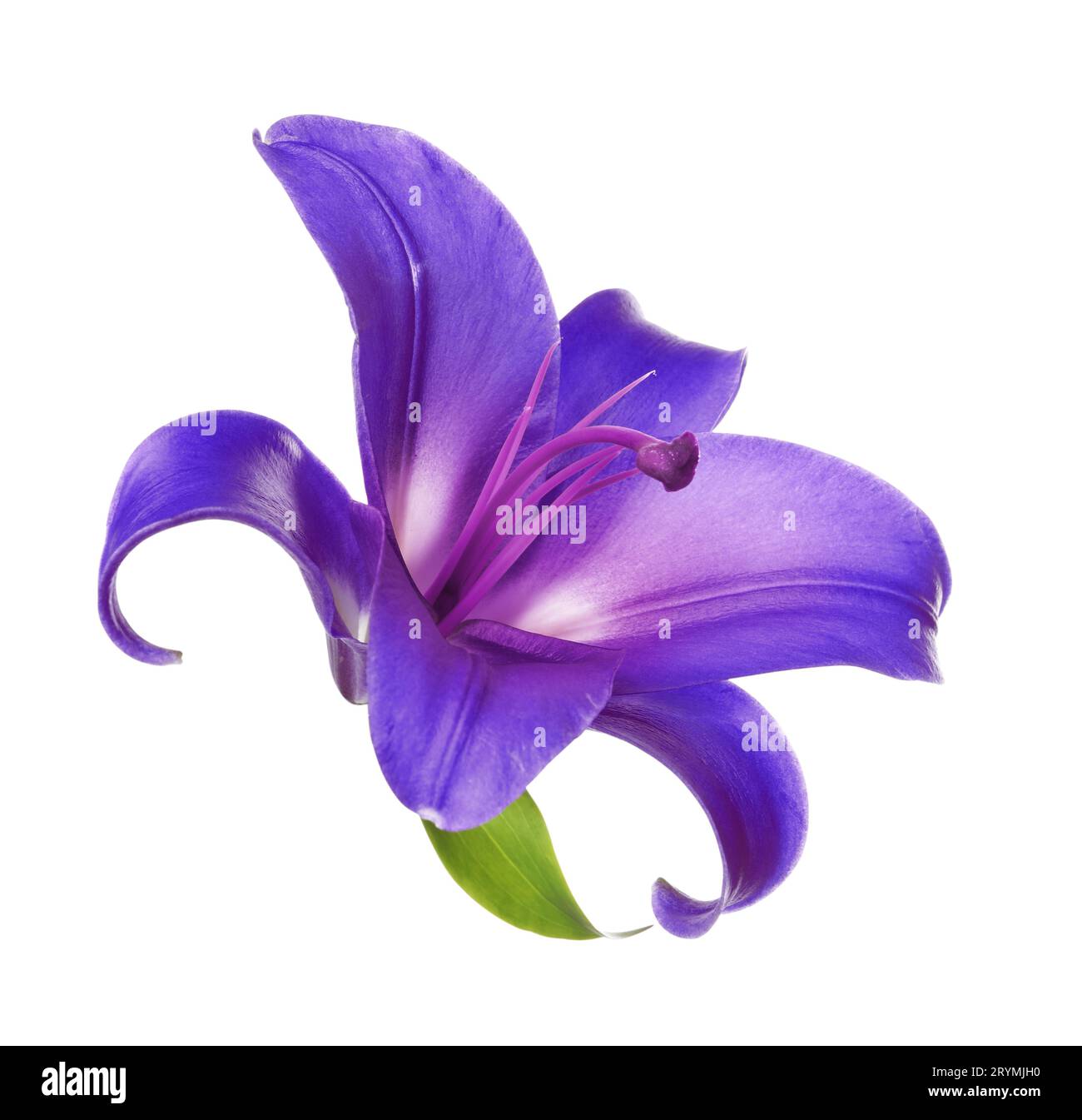 Amazing violet lily flower isolated on white Stock Photo - Alamy