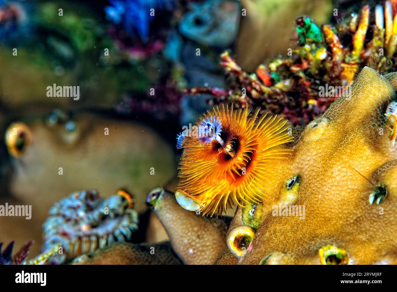 Christmas tree coral hi-res stock photography and images - Alamy
