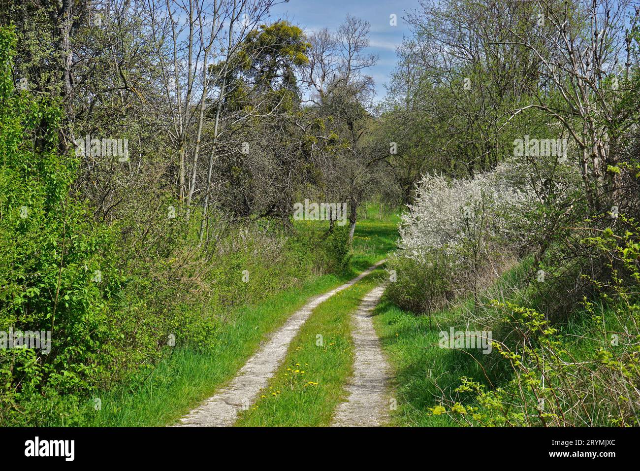 Sunken trees hi-res stock photography and images - Alamy